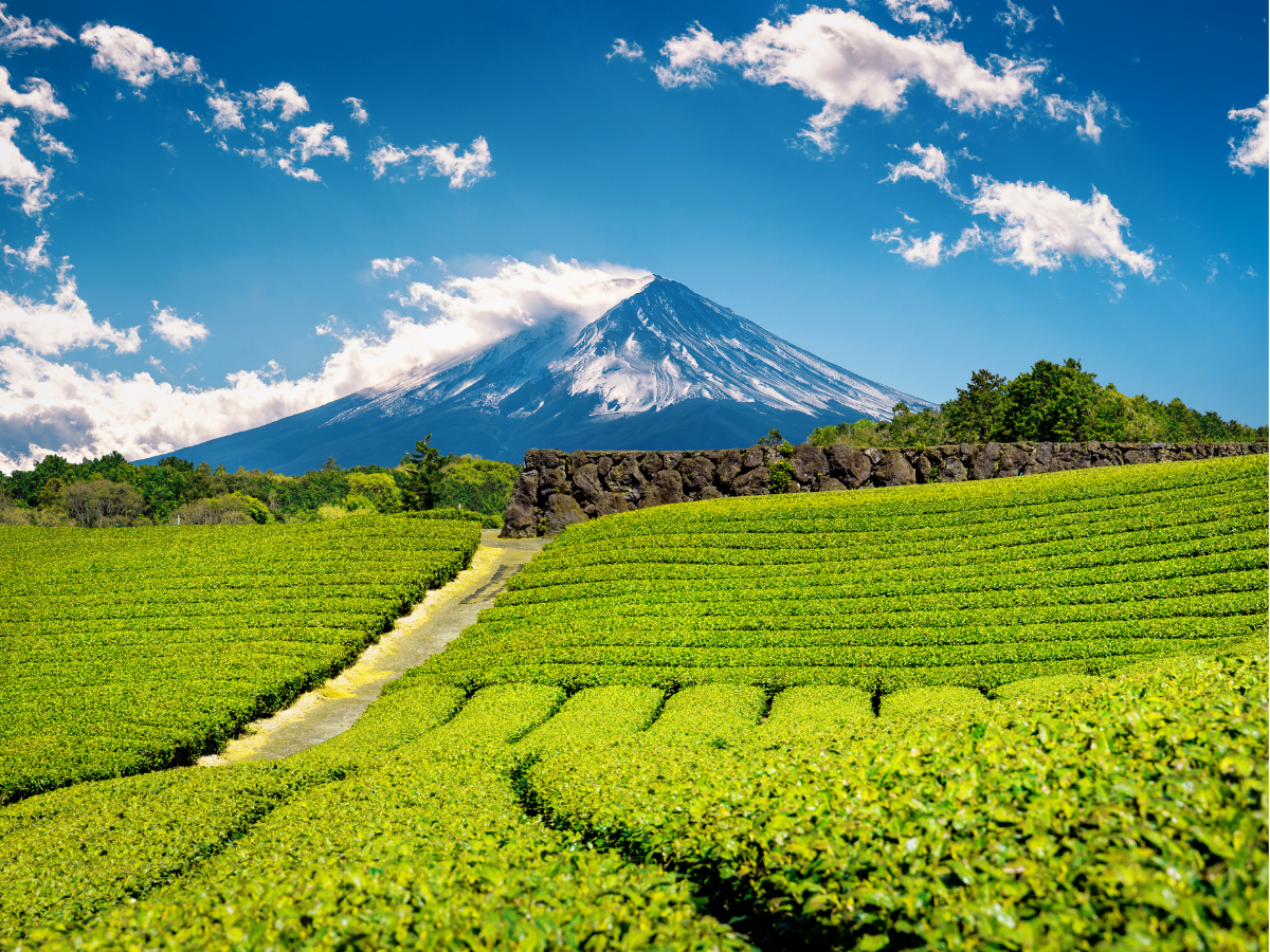 Exploring the World’s Most Exotic Tea Destinations – KingsLeaf